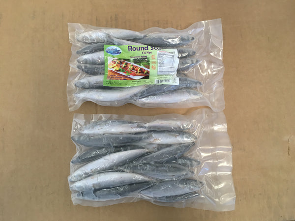 Baby Round Scad – Southern Star