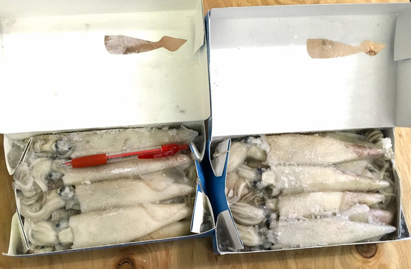 California ( Pacific) Squid 3lbs – Southern Star